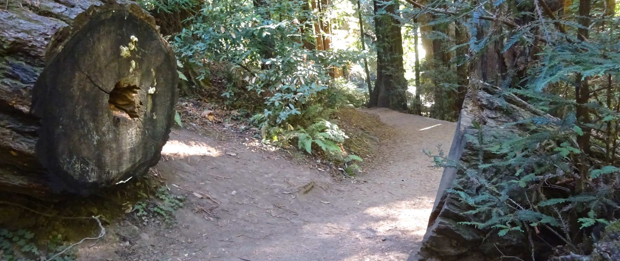 Great Marin County Hikes – Mount Tamalpais Muir Woods Loop – Daniel Mangin