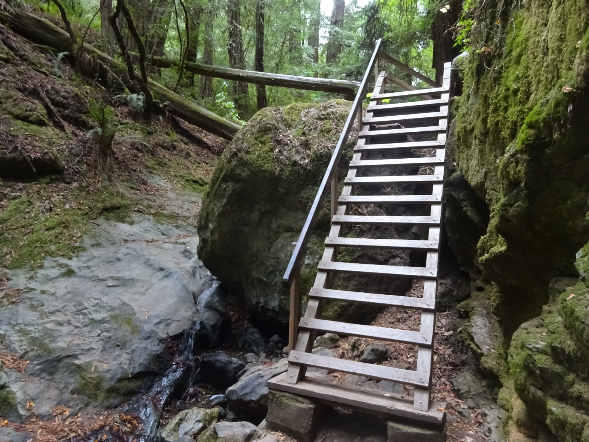 Great Marin County Hikes – Steep Ravine to Matt Davis Loop – Daniel Mangin